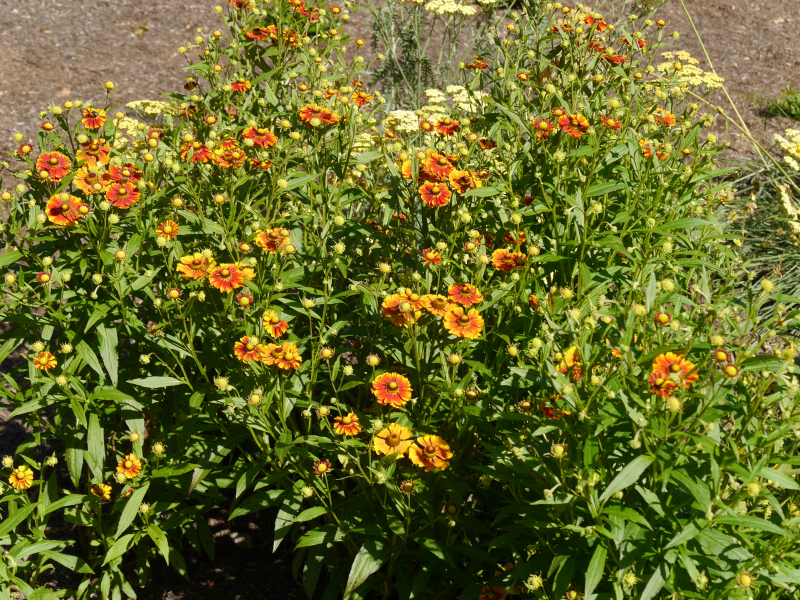 Peasmarsh Old Rectory : Garden Specimens